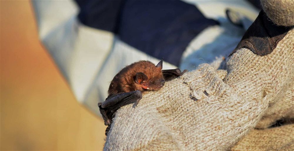 The Ultimate Wildlife Rescue Guide by DIY Garden