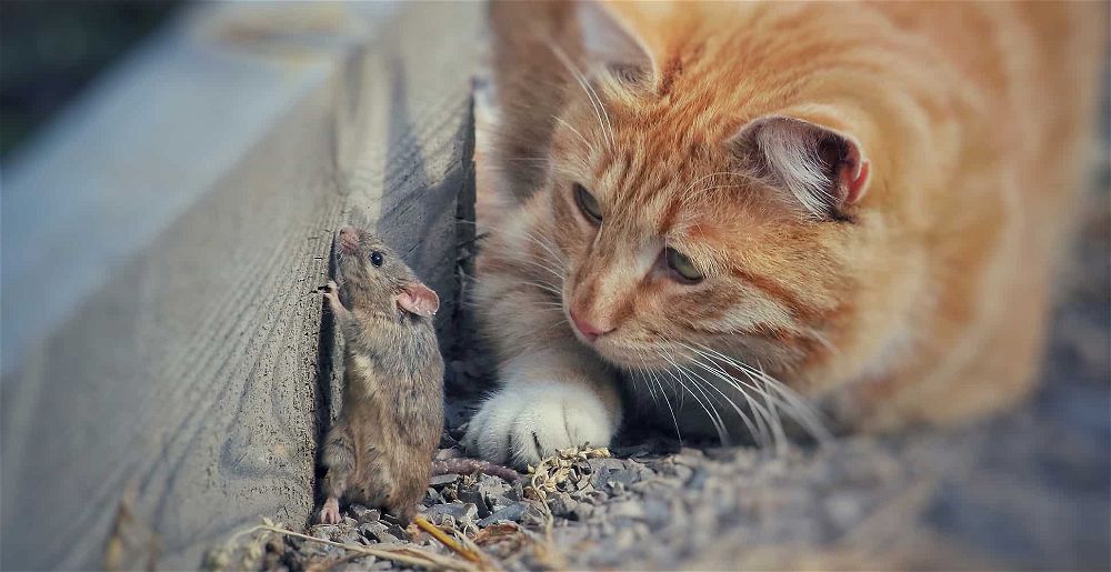 The Ultimate Wildlife Rescue Guide by DIY Garden