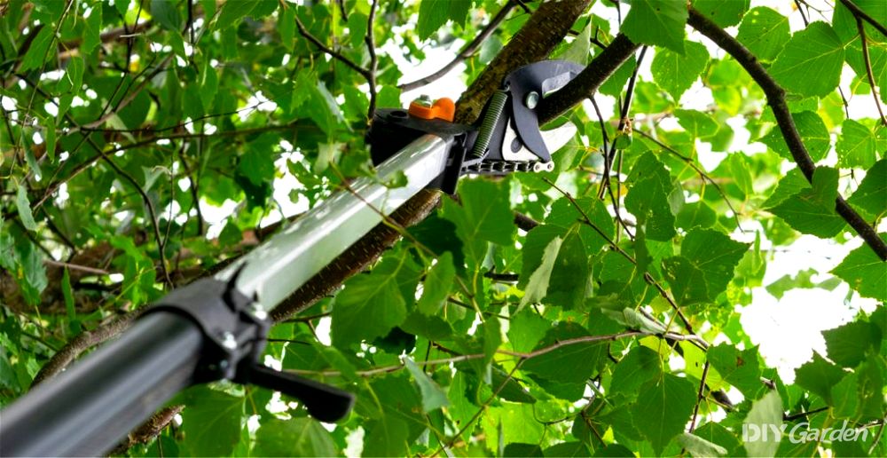 7 Best Telescopic Tree Pruners (2024 Review UK)