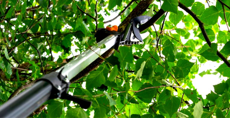 5 Best Tree Loppers For Your Garden (2022 Review UK)