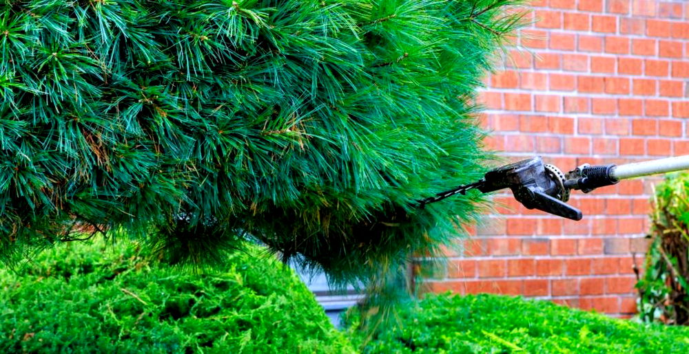 5 Best Tree Loppers For Your Garden (2022 Review UK)
