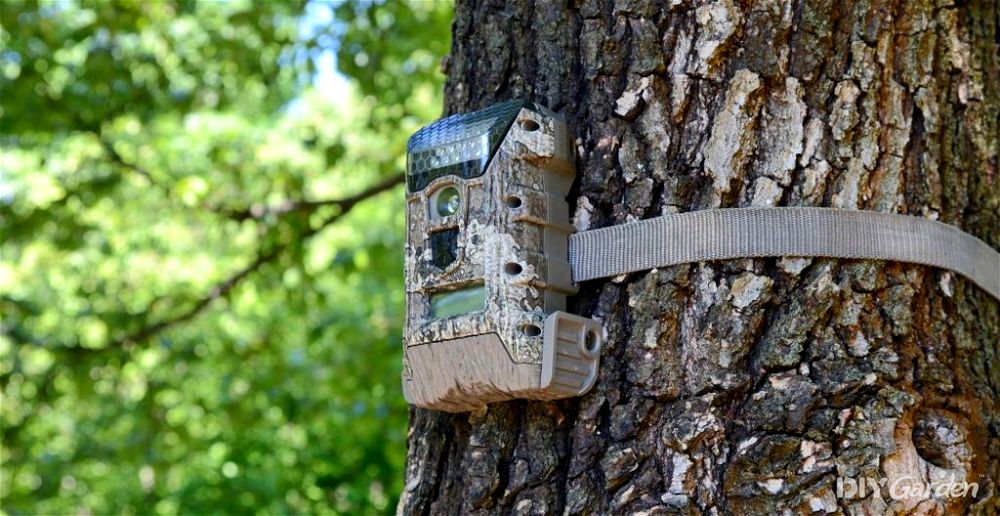5 Best Garden Wildlife Cameras (2023 Review UK)