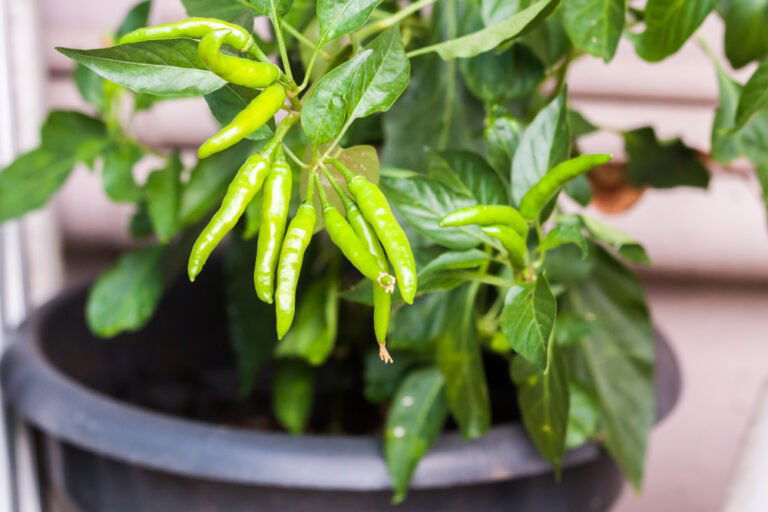 How to Grow Chillies | DIY Garden