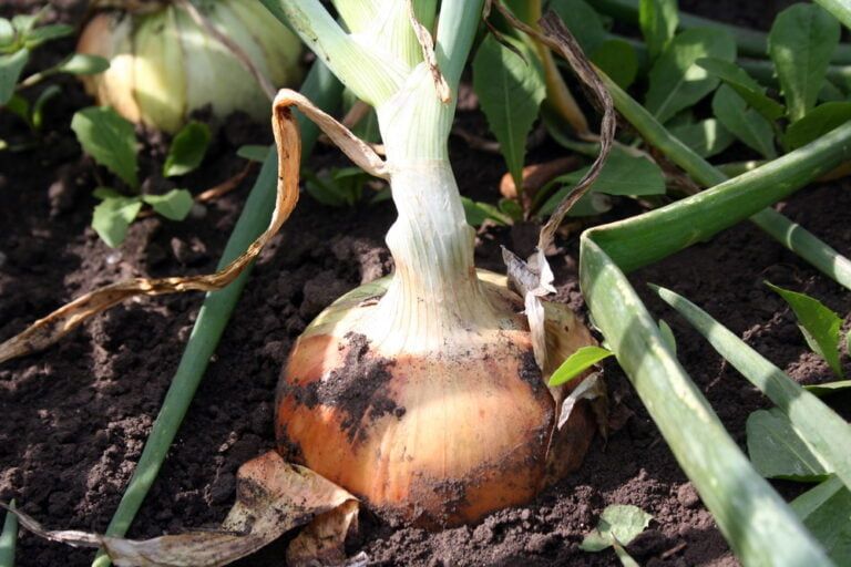 How to Grow Giant Onions From Seed at Home (2025 Guide)