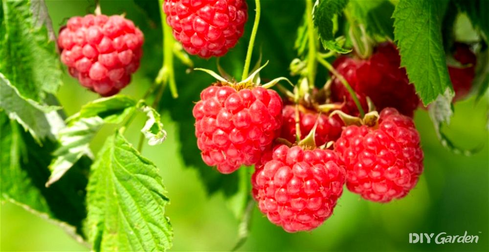 How to Grow Sweet Raspberries at Home (2025 Harvest Guide)