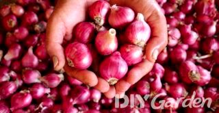 How to Grow Shallots From Seed at Home (2025 Harvest Guide)