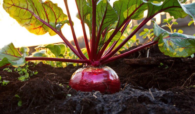 How to Grow Beetroot in The UK (12 Step Guide)