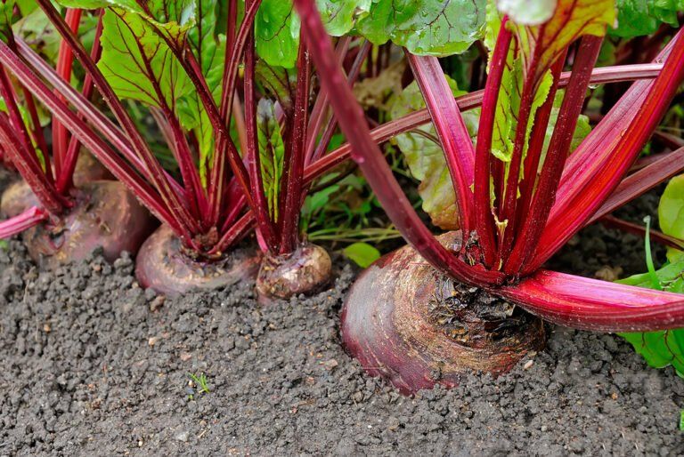 How to Grow Beetroot in The UK (12 Step Guide)