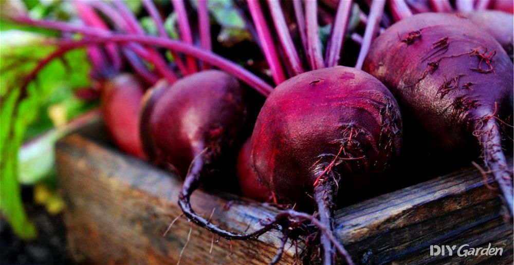 How to Grow Beetroot in The UK (12 Step Guide)