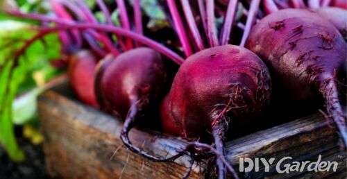 How to Grow Beetroot in The UK (12 Step Guide)