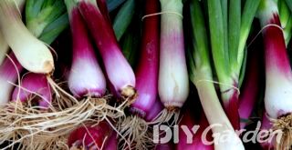 How to Grow Spring Onions From Seed at Home (2025 Guide)