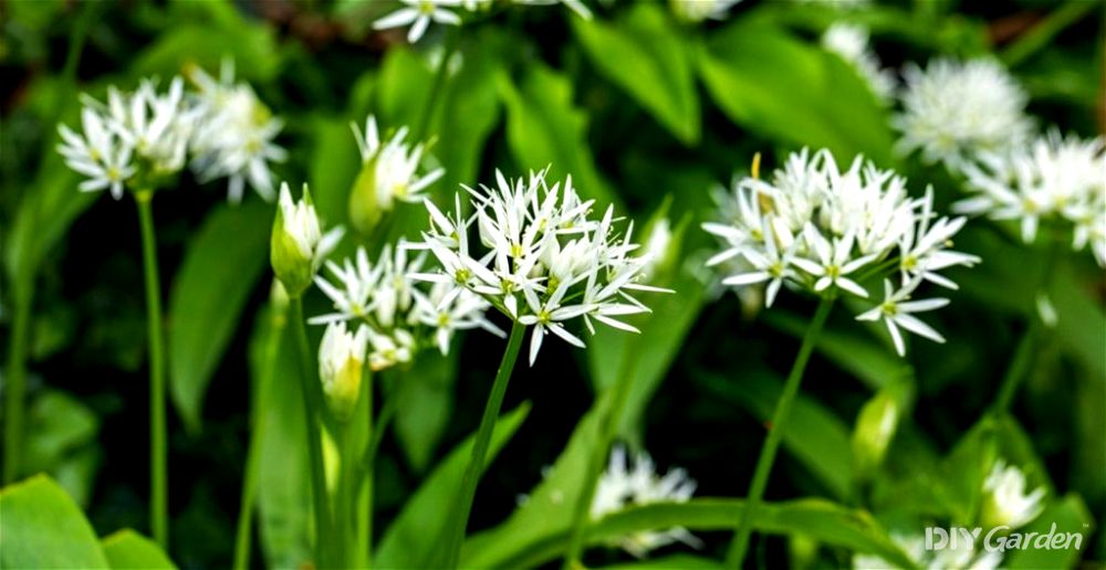 How to Grow Wild Garlic at Home (2025 Harvest Guide)