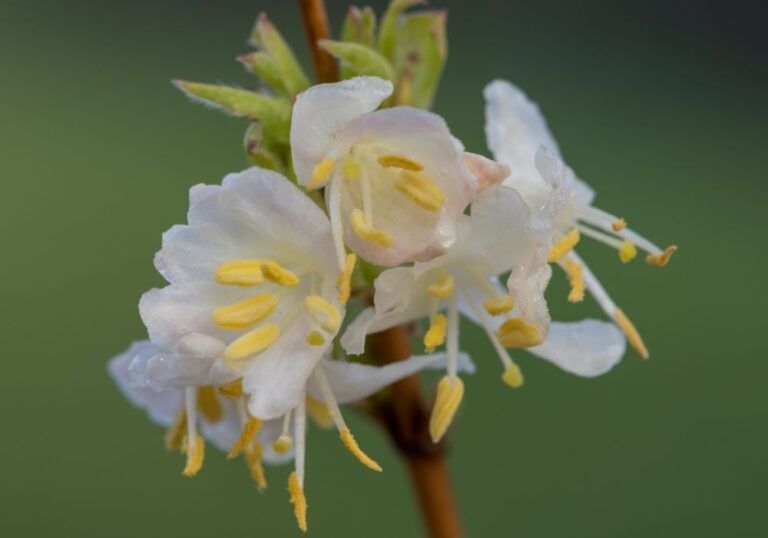 Fabulously Fragrant Winter Flowering Shrubs