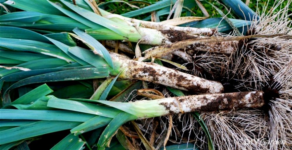 How to Grow Leeks From Seed at Home (2025 Harvest Guide)