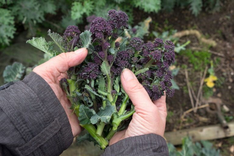 How to Grow Purple Broccoli From Seed at Home (2025 Guide)
