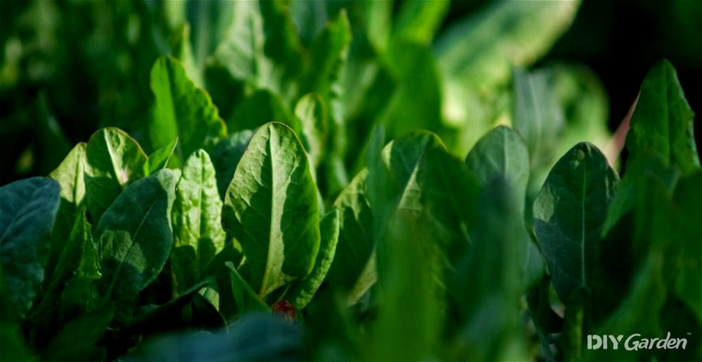 How to Grow Sorrel From Seed at Home (2025 Harvest Guide)