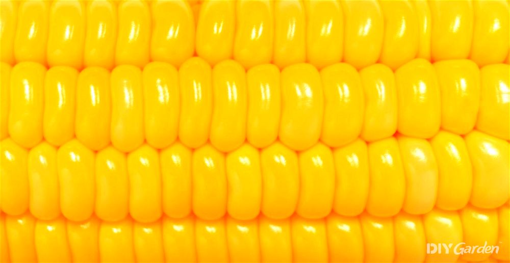 How to Grow Juicy Sweetcorn at Home (2025 Harvest Guide)