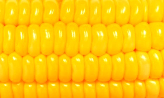 How to Grow Juicy Sweetcorn at Home (2022 Harvest Guide)