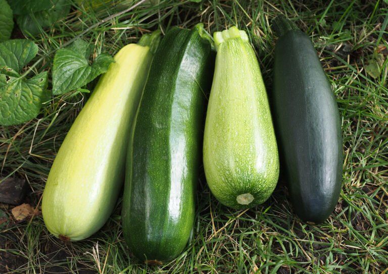 How to Grow Courgettes From Seed at Home (2026 Guide)