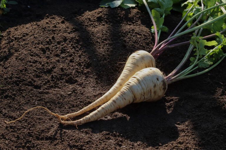 How to Grow Parsnips From Seed at Home (2025 Guide)