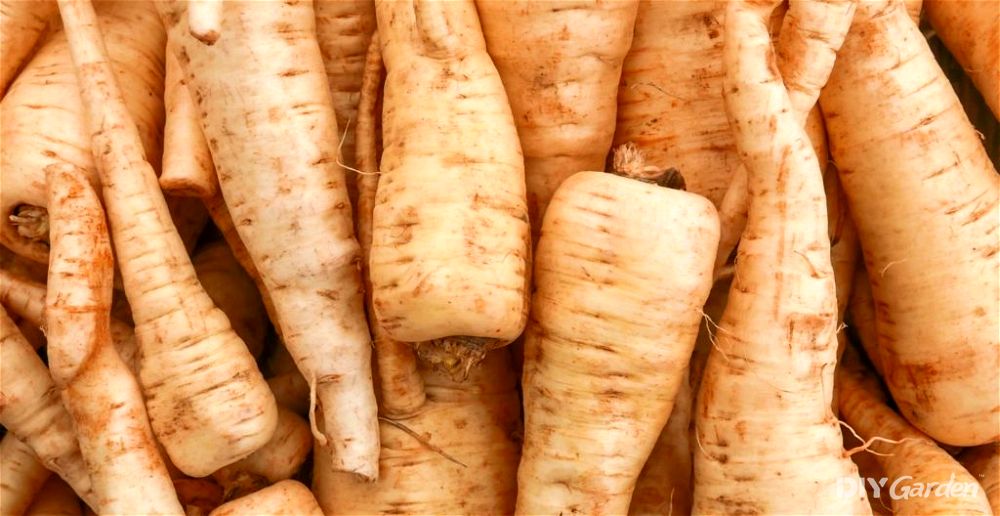 How to Grow Parsnips From Seed at Home (2025 Guide)