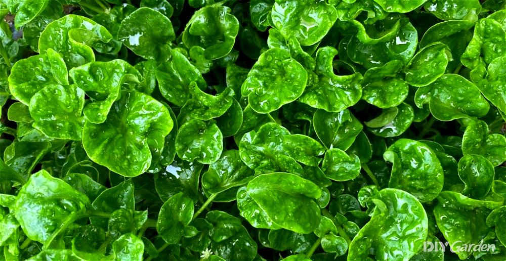How to Grow Watercress From Seed at Home (2025 Guide)