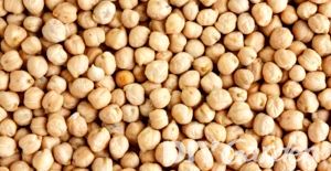 How to Grow Chickpeas From Seed at Home (2025 Guide)