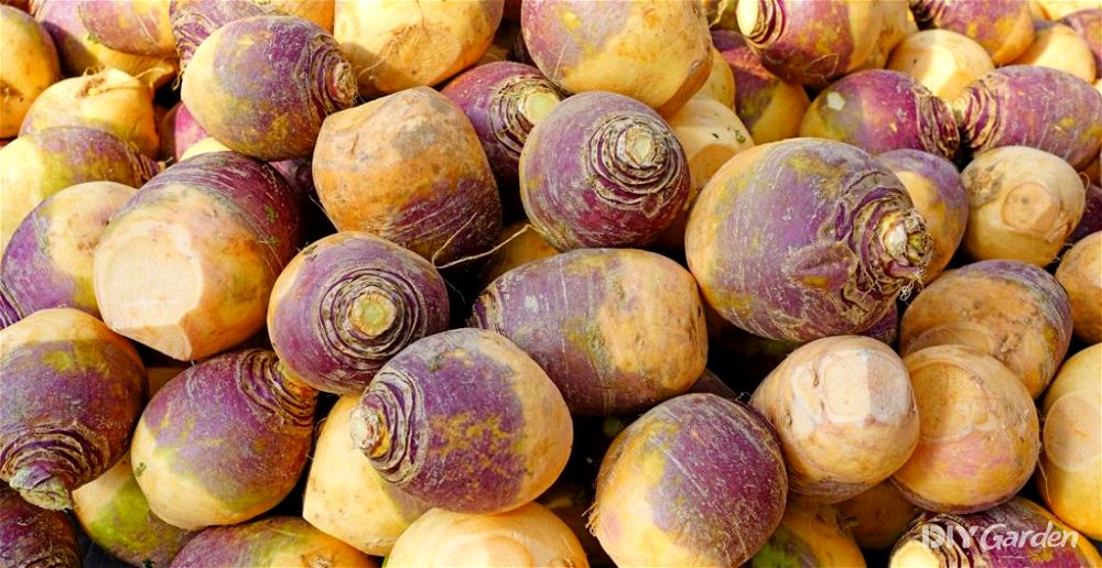 How to Grow Swedes From Seed at Home (2025 Harvest Guide)