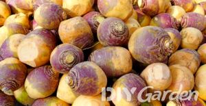 How to Grow Swedes From Seed at Home (2025 Harvest Guide)