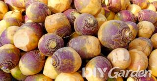 How to Grow Swedes From Seed at Home (2025 Harvest Guide)