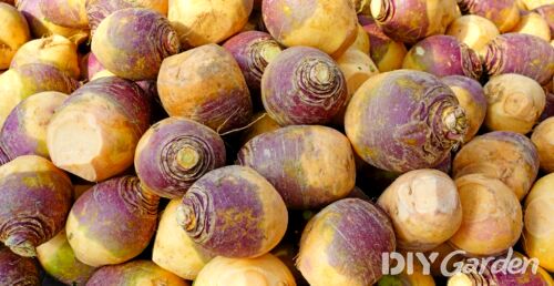 How to Grow Swedes From Seed at Home (2025 Harvest Guide)