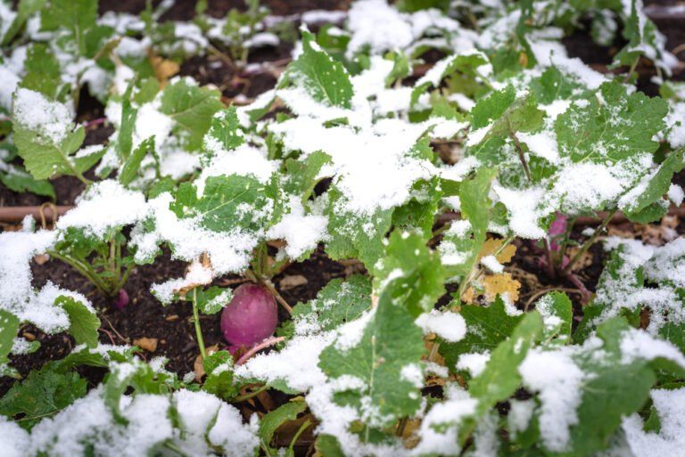 How to Grow Swedes From Seed at Home (2026 Harvest Guide)