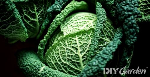 How to Grow Winter Cabbages at Home (2025 Harvest Guide)