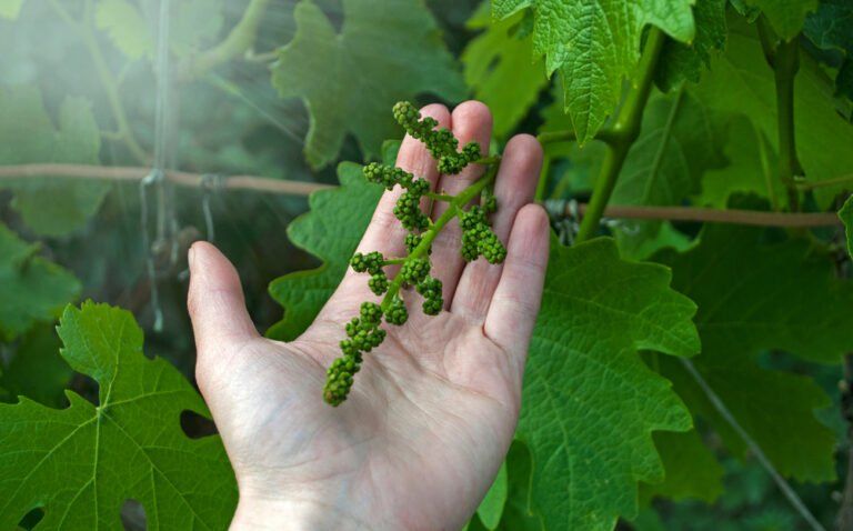 How to Grow Wine Grapes at Home (2026 Harvest Guide)