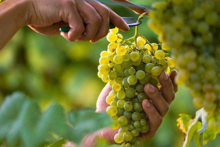 How to Grow Wine Grapes at Home (2026 Harvest Guide)