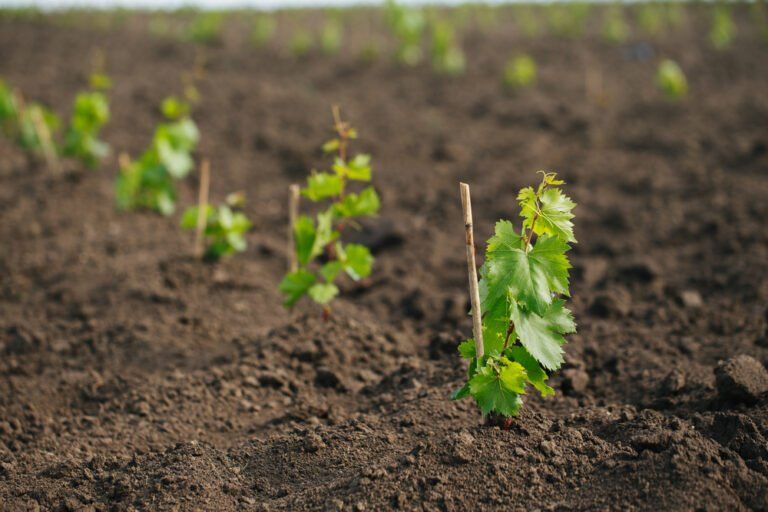 How to Grow Wine Grapes at Home (2026 Harvest Guide)