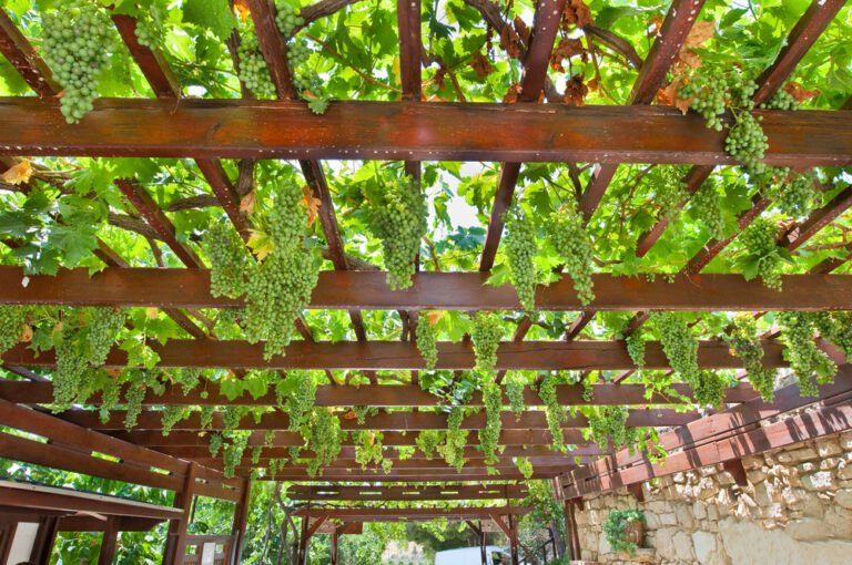 How to Grow Wine Grapes at Home (2026 Harvest Guide)