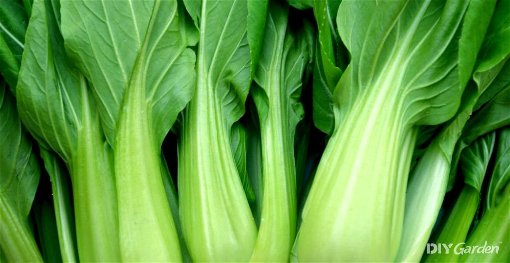How to Grow Pak Choi From Seed at Home (2025 Guide)
