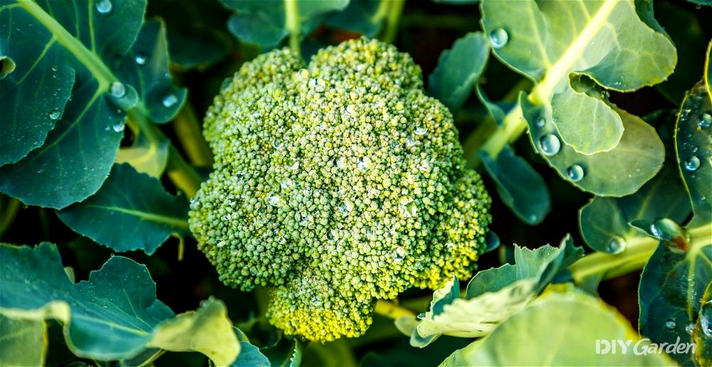 How to Grow Calabrese Broccoli in The UK (11 Step Guide)