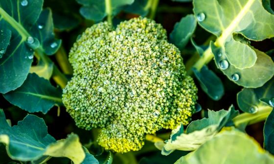 How to Grow Calabrese Broccoli at Home (2022 Harvest Guide)