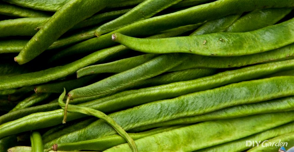 How to Grow Runner Beans From Seed at Home (2025 Guide)