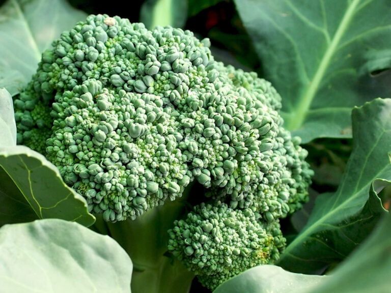How to Grow Calabrese Broccoli in The UK (11 Step Guide)