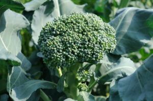 How to Grow Calabrese Broccoli in The UK (11 Step Guide)