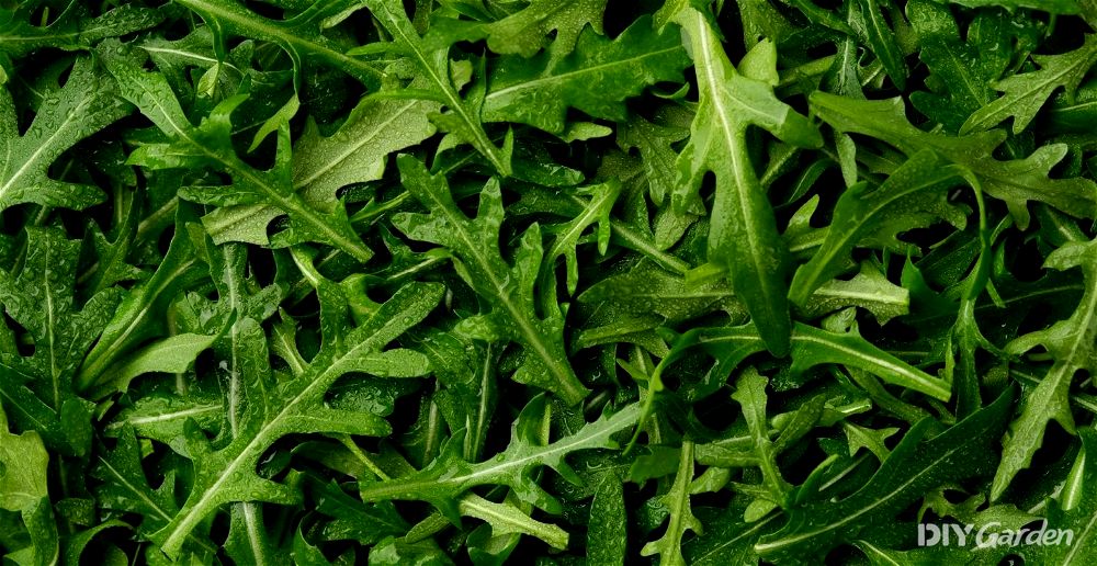 How to Grow Rocket From Seed at Home (2025 Harvest Guide)