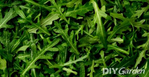 How to Grow Rocket From Seed at Home (2025 Harvest Guide)