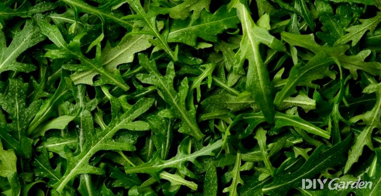 How to Grow Rocket From Seed at Home (2025 Harvest Guide)