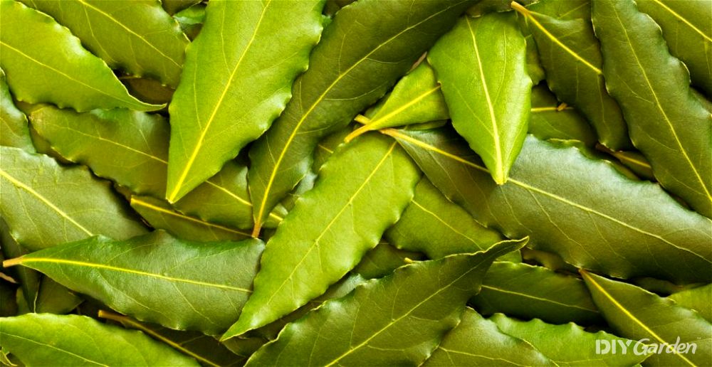 How to Grow Bay Leaves in The UK (11 Step Guide)