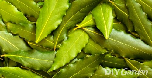 How to Grow Bay Leaves in The UK (11 Step Guide)