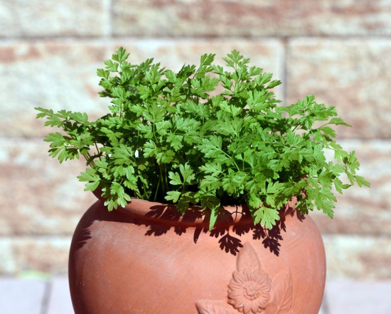 How to Grow Chervil From Seed at Home (2025 Harvest Guide)
