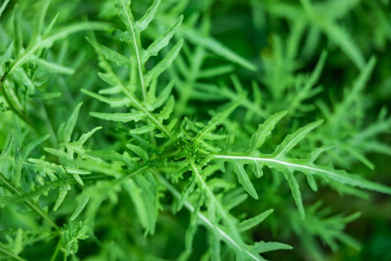 How to Grow Rocket From Seed at Home (2025 Harvest Guide)